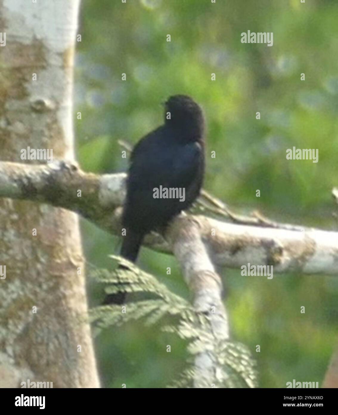 Shining Drongo (Dicrurus atripennis Stock Photo - Alamy