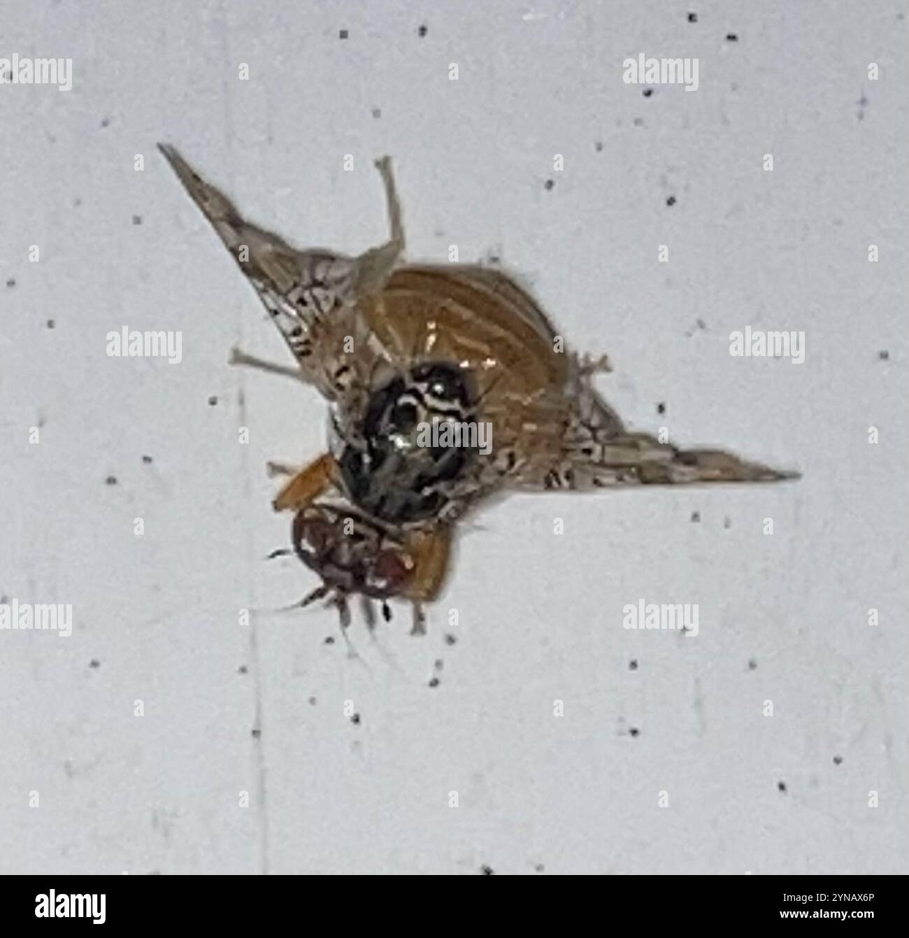 Mediterranean Fruit Fly (Ceratitis capitata Stock Photo - Alamy