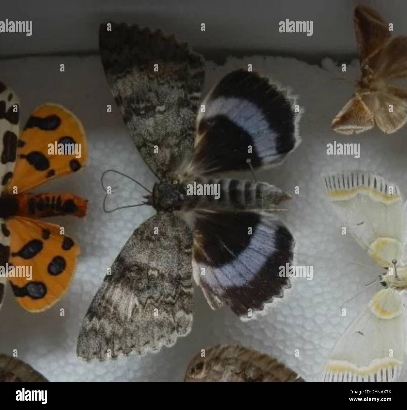 Blue underwing hi-res stock photography and images - Alamy