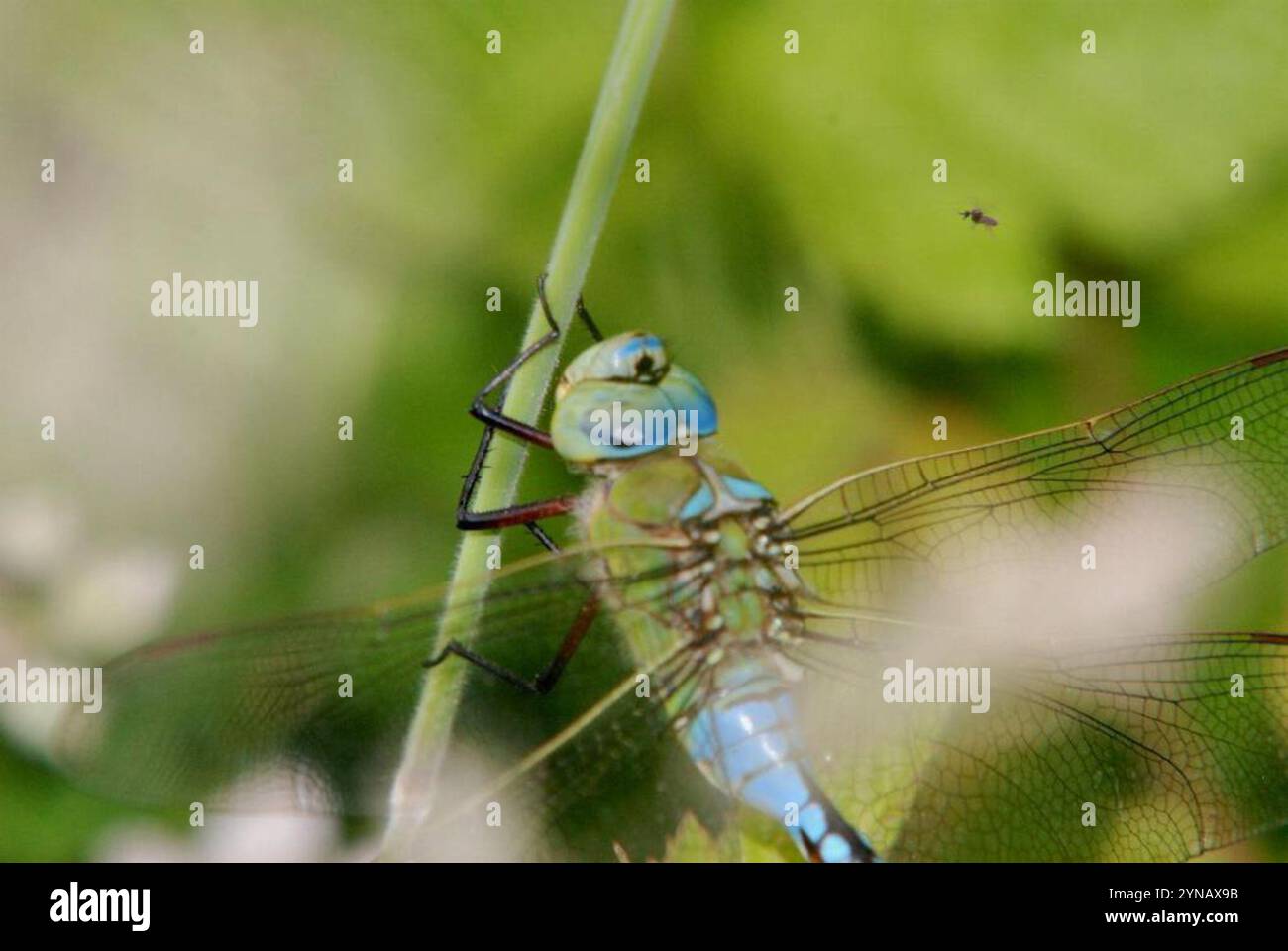 Blue Emperor (Anax imperator Stock Photo - Alamy
