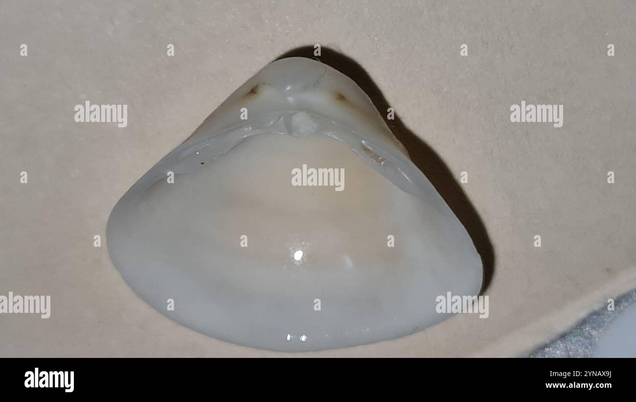 Trough shells hi-res stock photography and images - Alamy