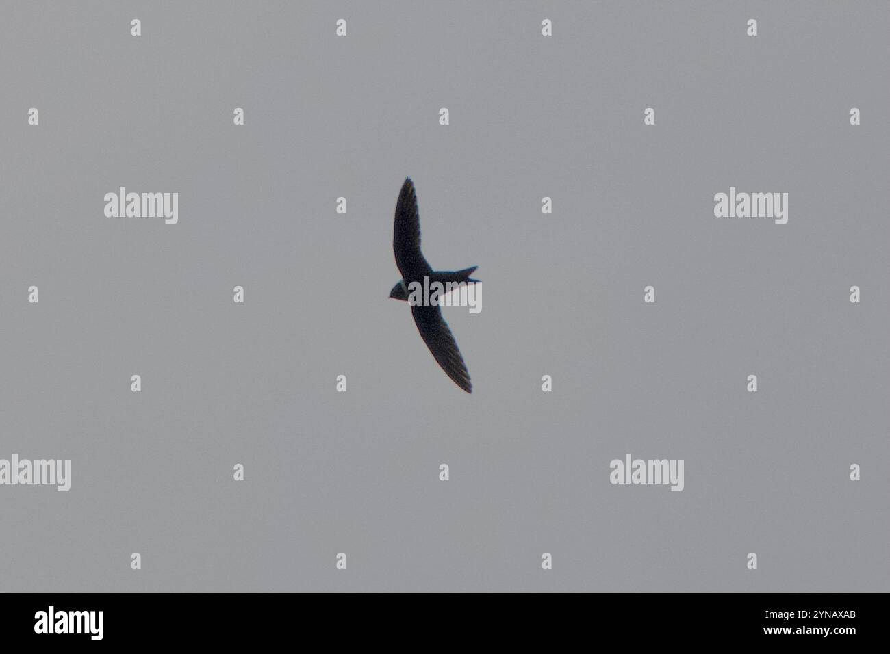 White-collared Swift (Streptoprocne zonaris Stock Photo - Alamy