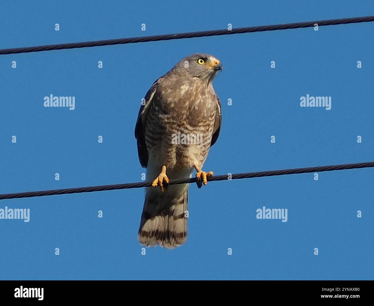 Roadside Hawk (Rupornis magnirostris Stock Photo - Alamy