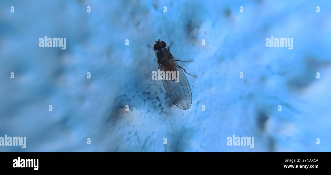 Scaptomyza hi-res stock photography and images - Alamy