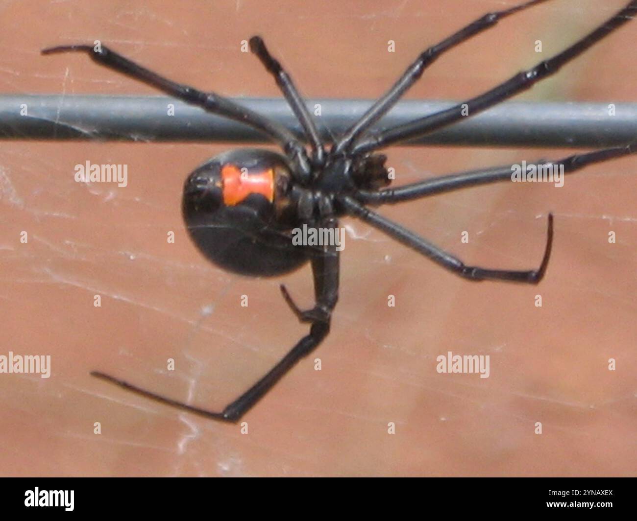 Brown Widow (Latrodectus geometricus Stock Photo - Alamy