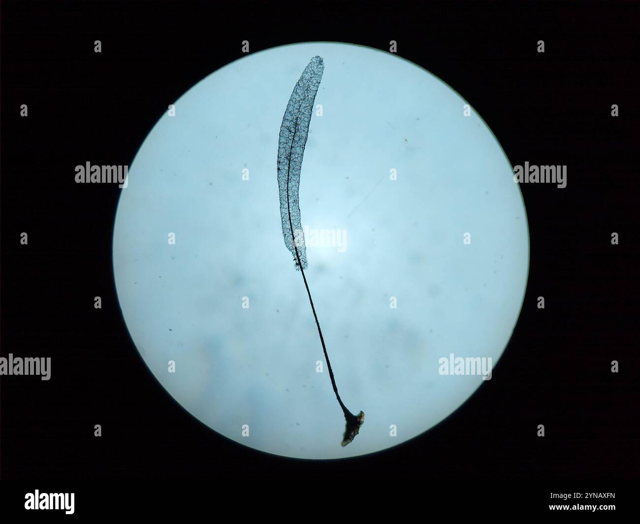 Stemonitis smithii hi-res stock photography and images - Alamy