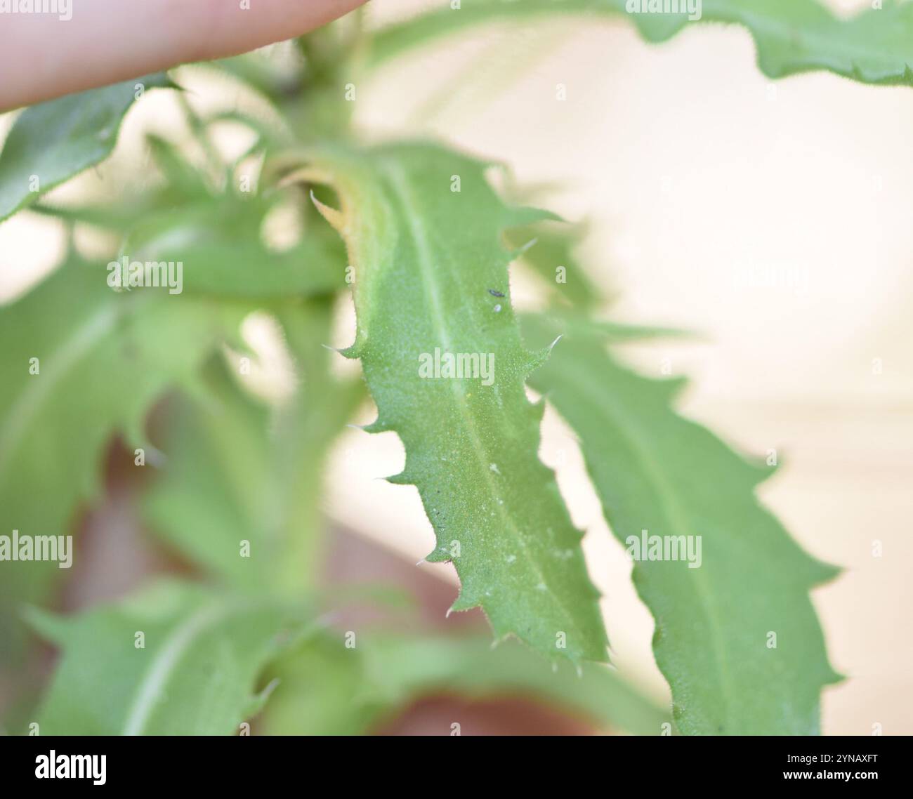 Camphor Daisy (Rayjacksonia phyllocephala Stock Photo - Alamy