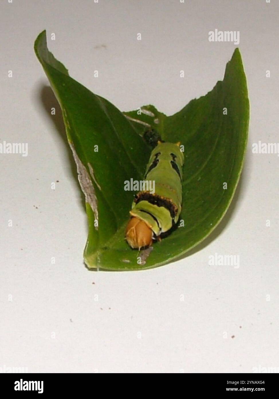 Citrus Swallowtail (Papilio demodocus Stock Photo - Alamy