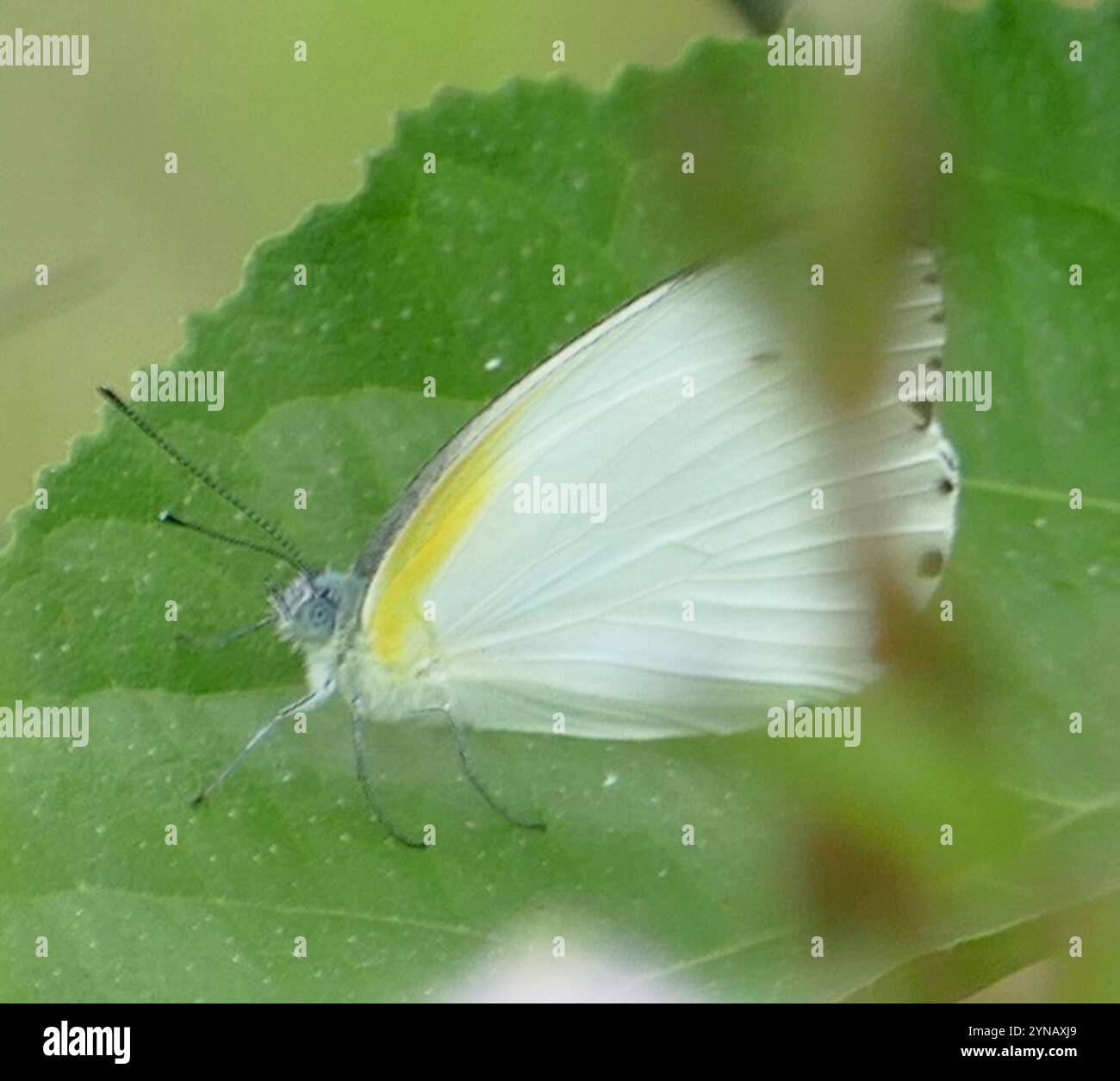 Dotted Borders (Mylothris Stock Photo - Alamy