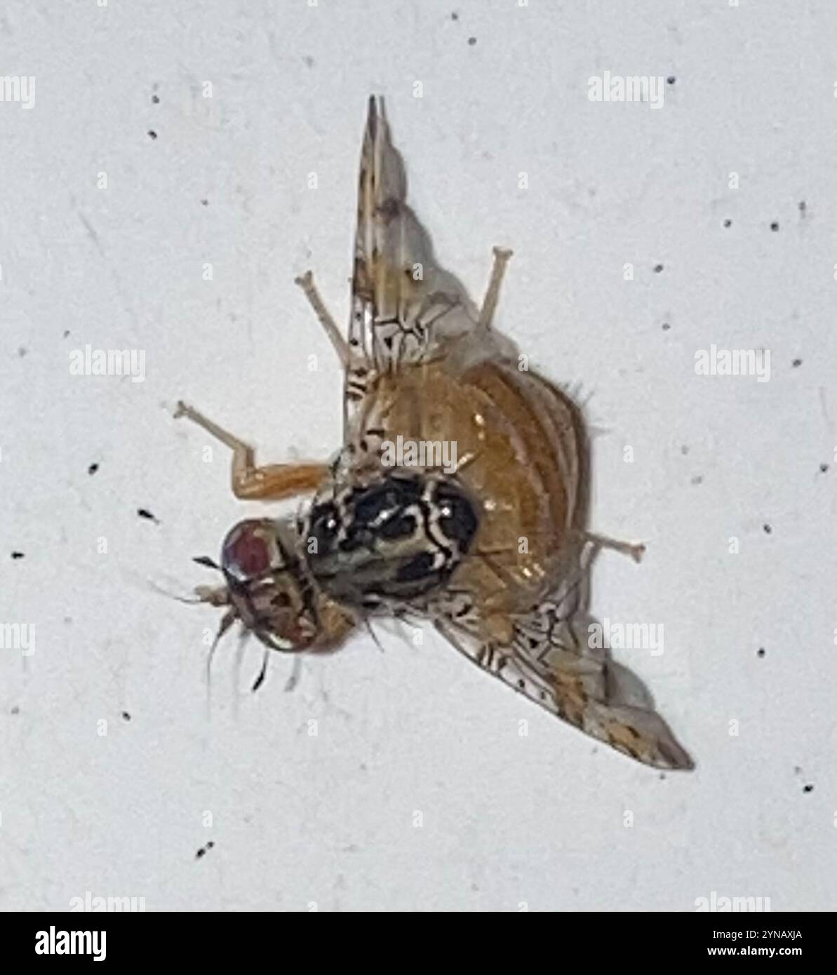 Mediterranean Fruit Fly (Ceratitis capitata Stock Photo - Alamy