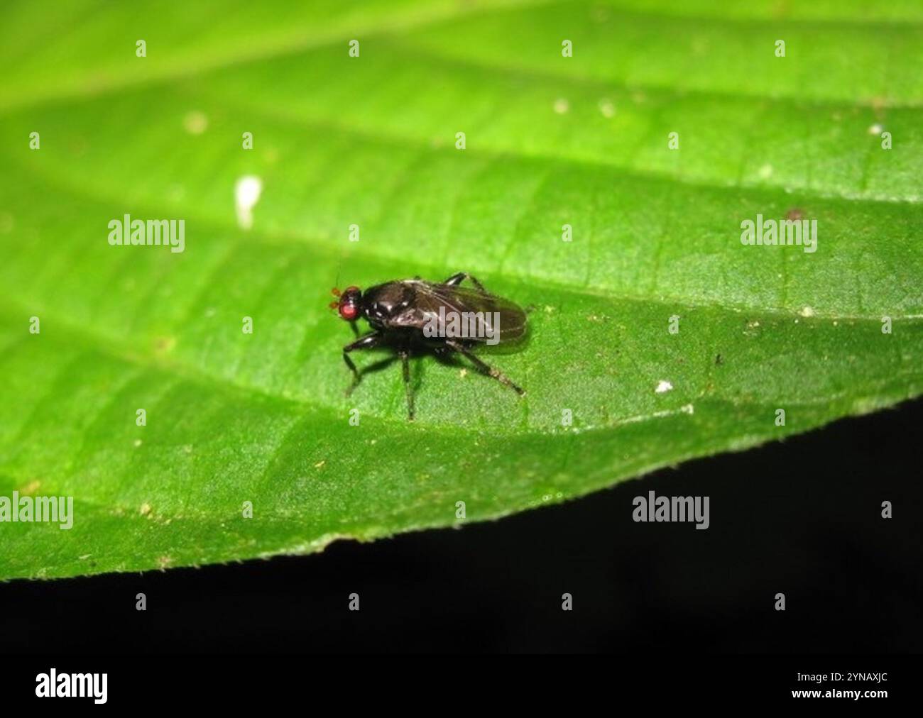 Lesser Dung Flies (Sphaeroceridae Stock Photo - Alamy