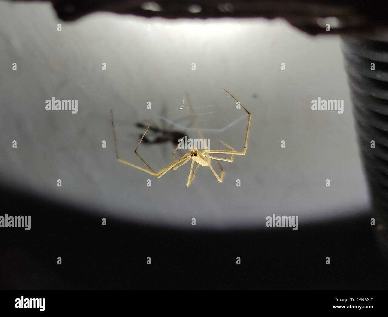 American Ogre-faced Spiders (Deinopis Stock Photo - Alamy