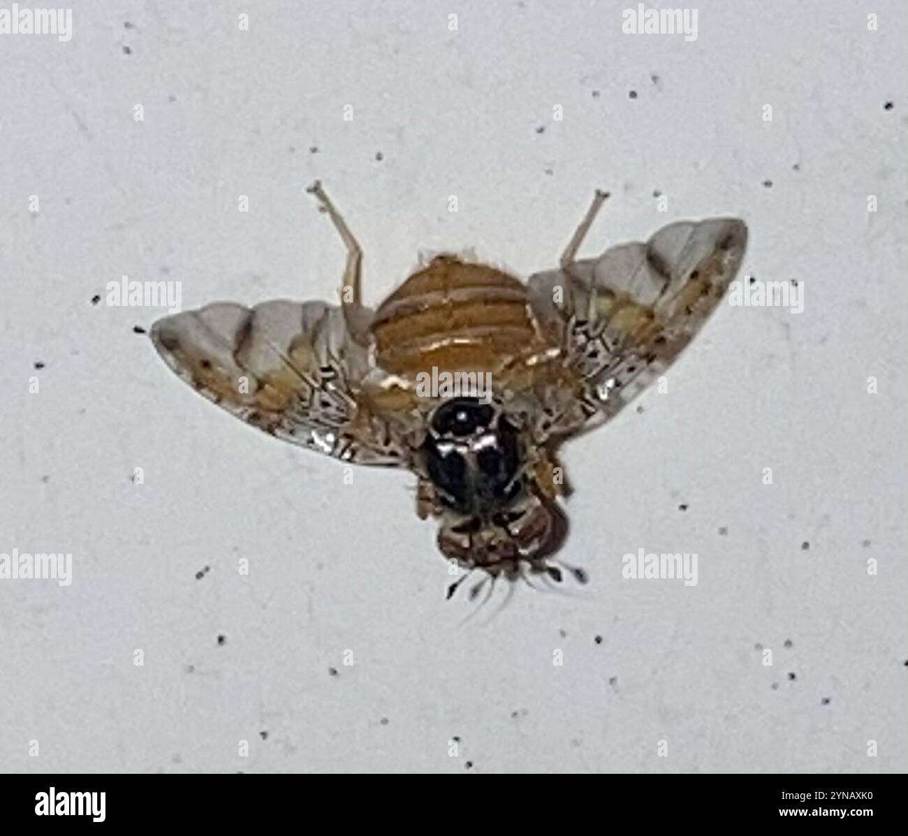 Mediterranean Fruit Fly (Ceratitis capitata Stock Photo - Alamy