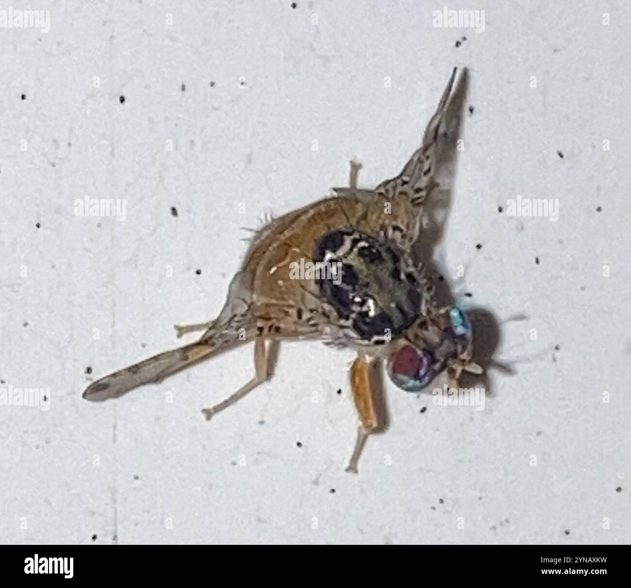 Mediterranean Fruit Fly (Ceratitis capitata Stock Photo - Alamy