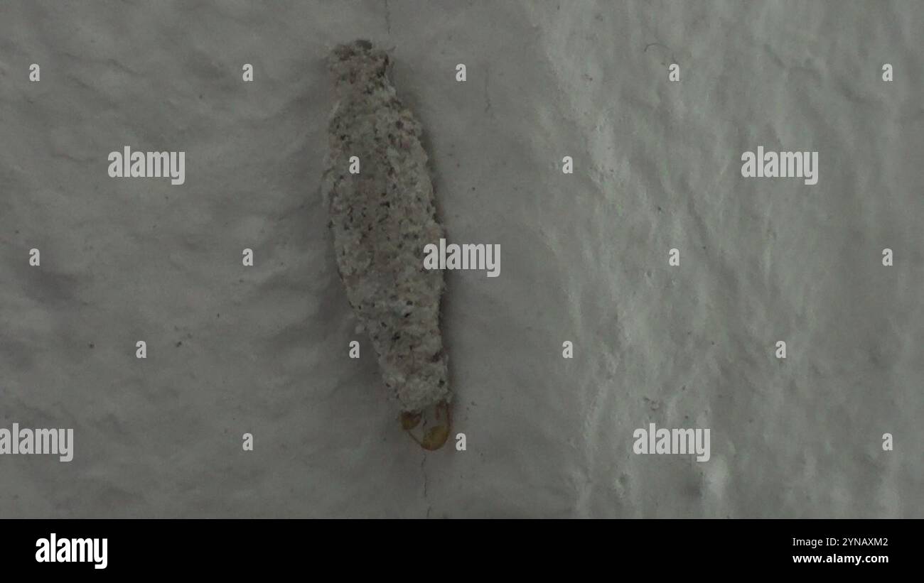 Household Casebearer (Phereoeca uterella Stock Photo - Alamy