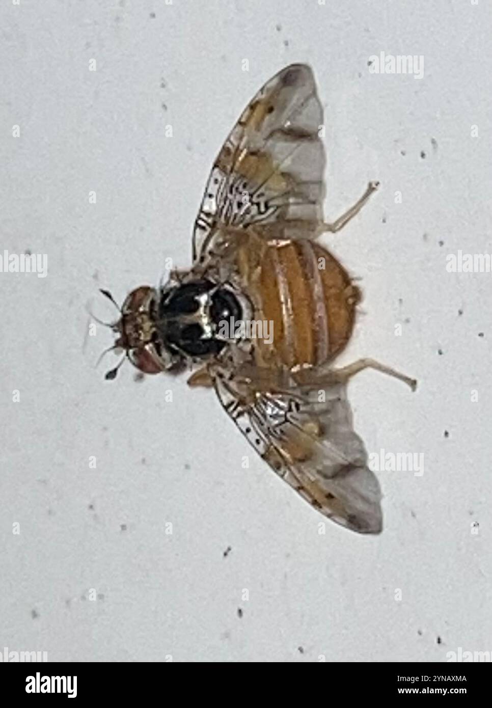 Mediterranean Fruit Fly (Ceratitis capitata Stock Photo - Alamy