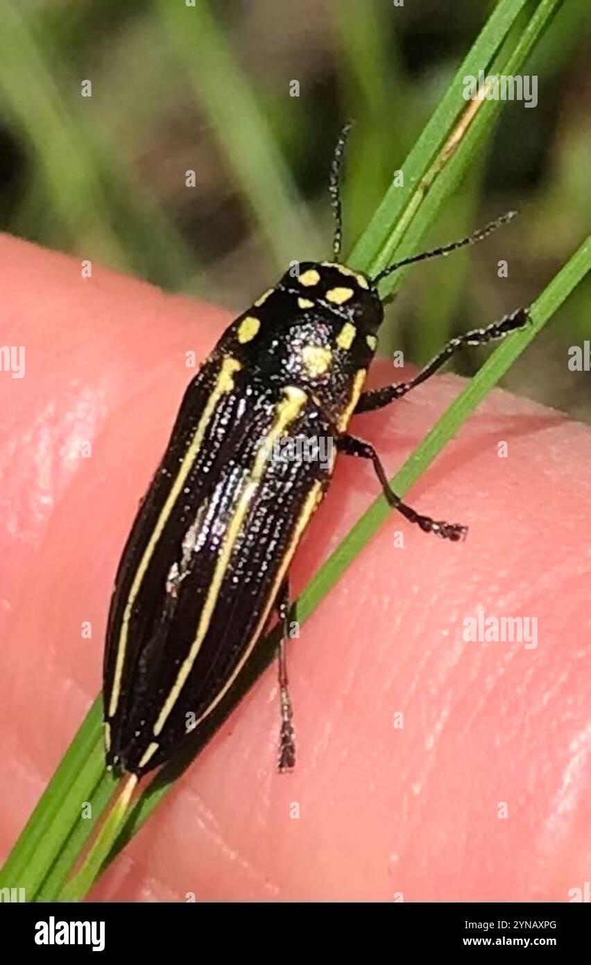 Bulis hi-res stock photography and images - Alamy