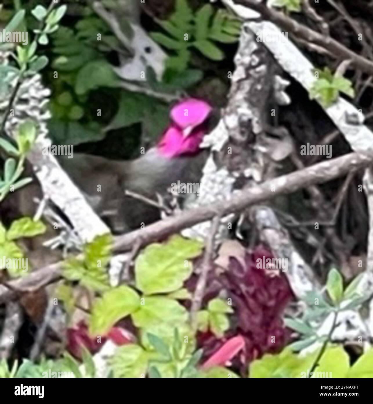 Anna's Hummingbird (Calypte anna Stock Photo - Alamy