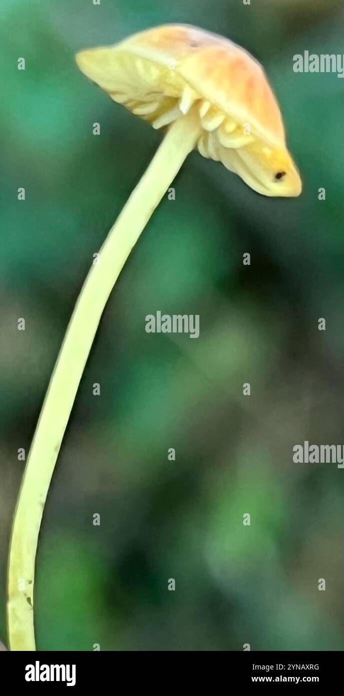 orange bonnet (Mycena acicula Stock Photo - Alamy