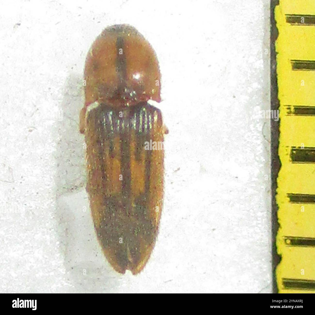 Click Beetles (Elateridae Stock Photo - Alamy