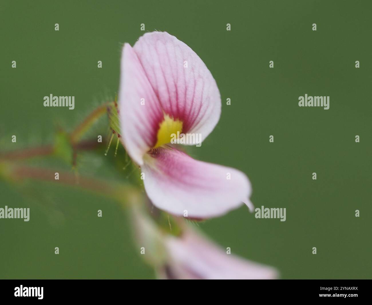 shyleaf (Aeschynomene americana Stock Photo - Alamy