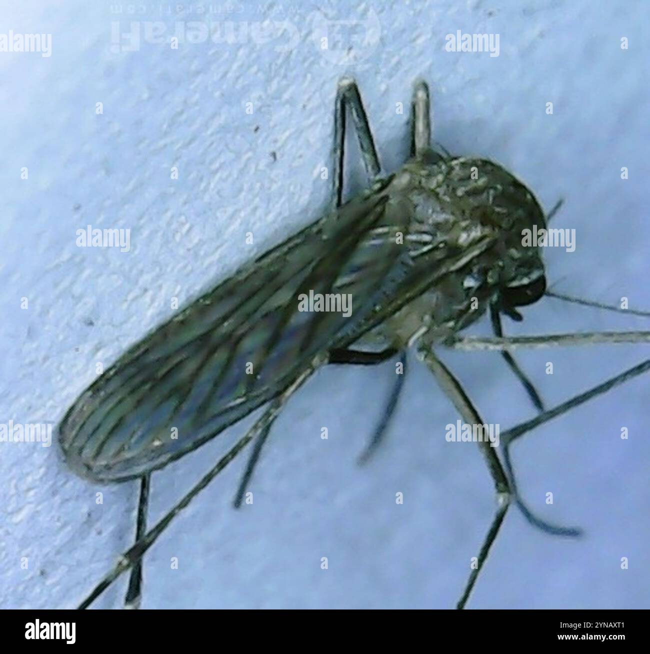 Western Encephalitis Mosquito (Culex tarsalis Stock Photo - Alamy