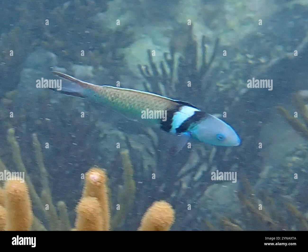 Caribbean Bluehead Wrasse (Thalassoma bifasciatum Stock Photo - Alamy