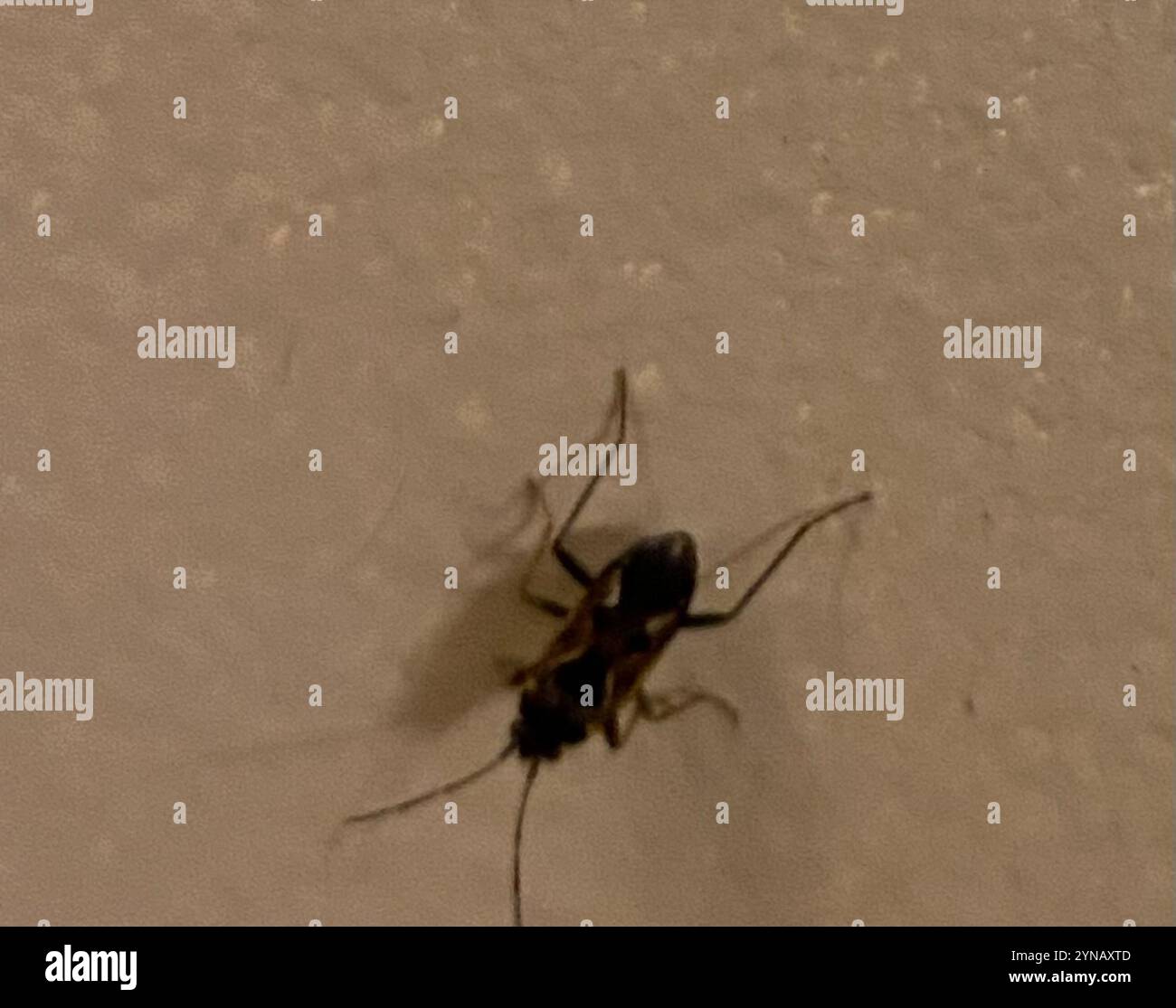 bright-spotted groundbug (Rhyparochromus vulgaris Stock Photo - Alamy