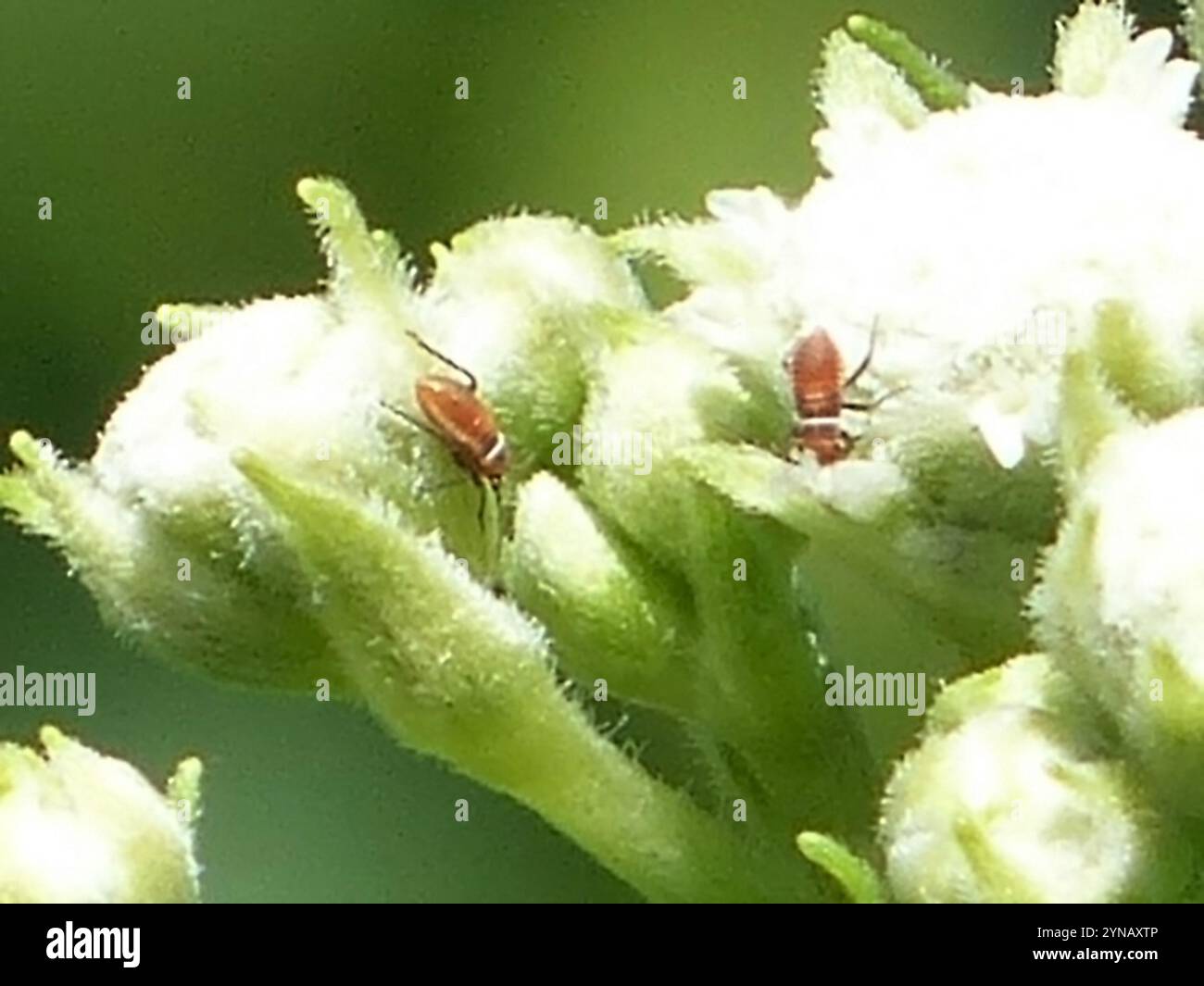 True Bugs (Heteroptera Stock Photo - Alamy
