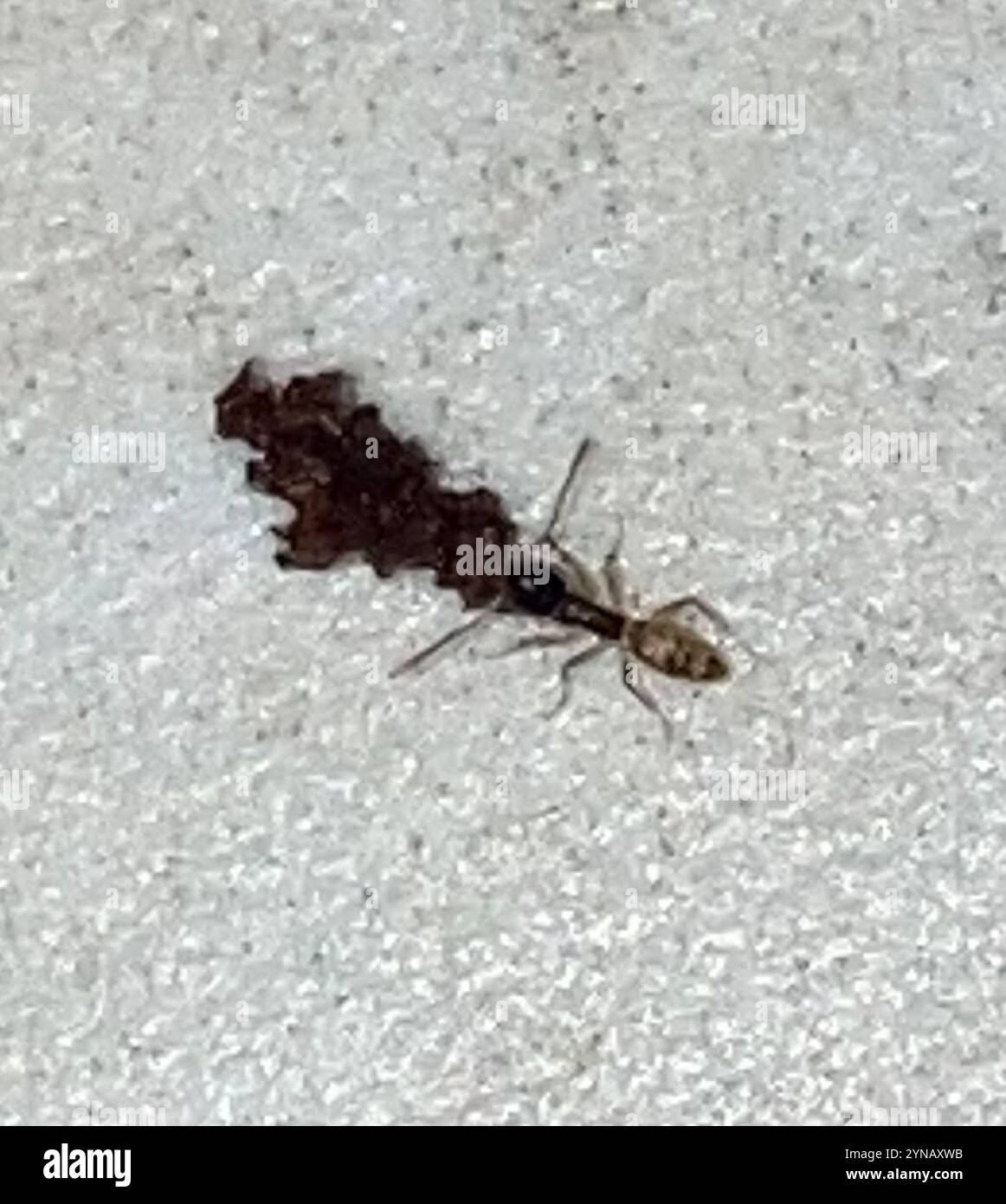 Ghost Ant (Tapinoma melanocephalum Stock Photo - Alamy