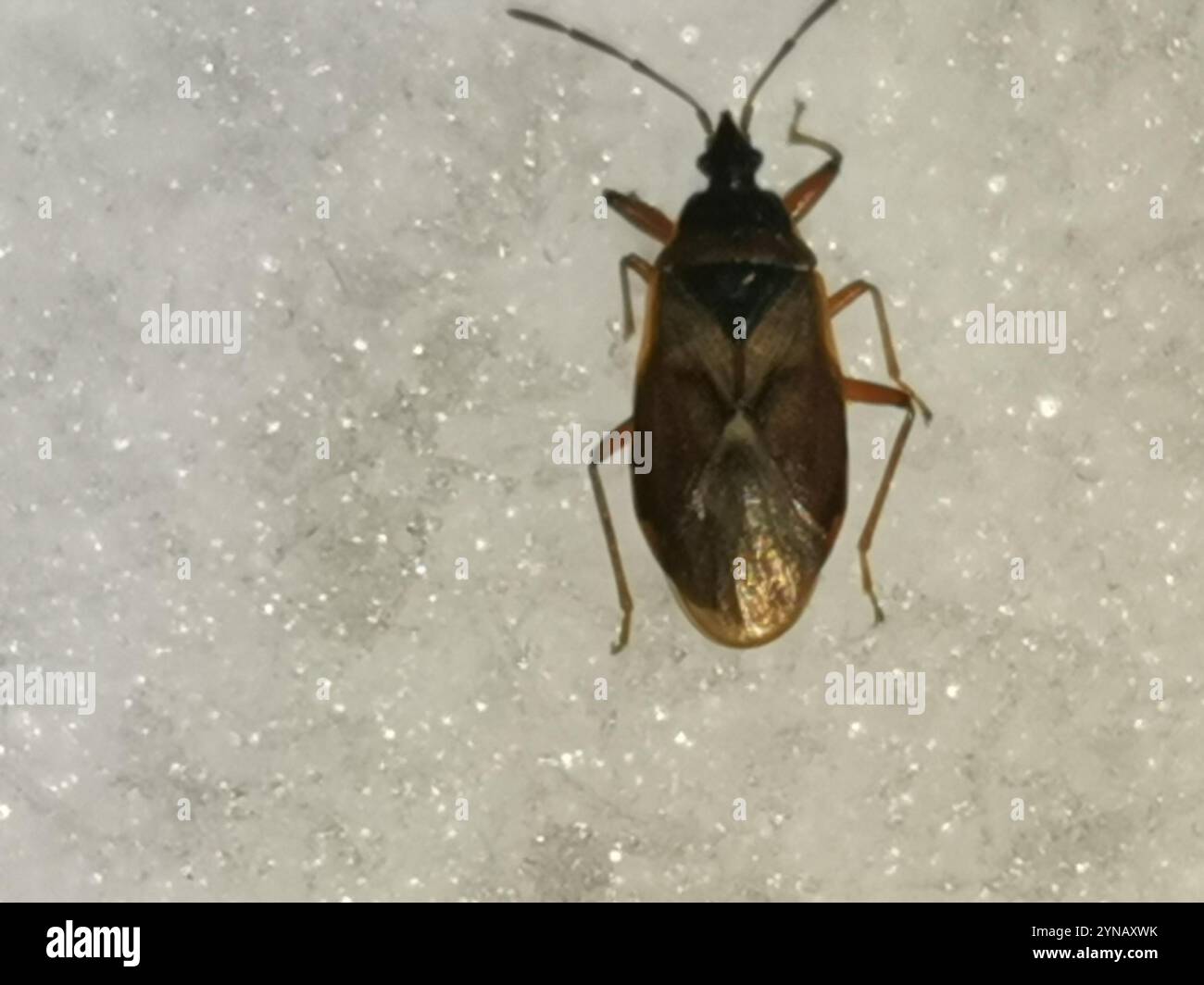 Spruce Cone Bug (Gastrodes abietum Stock Photo - Alamy