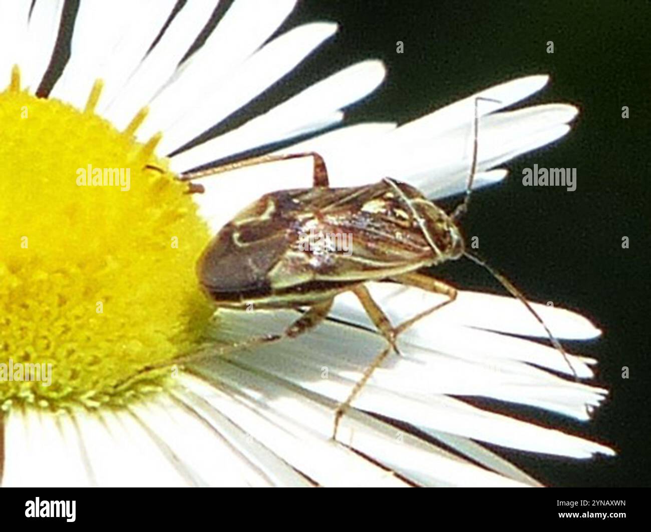 North American Tarnished Plant Bug (Lygus lineolaris Stock Photo - Alamy