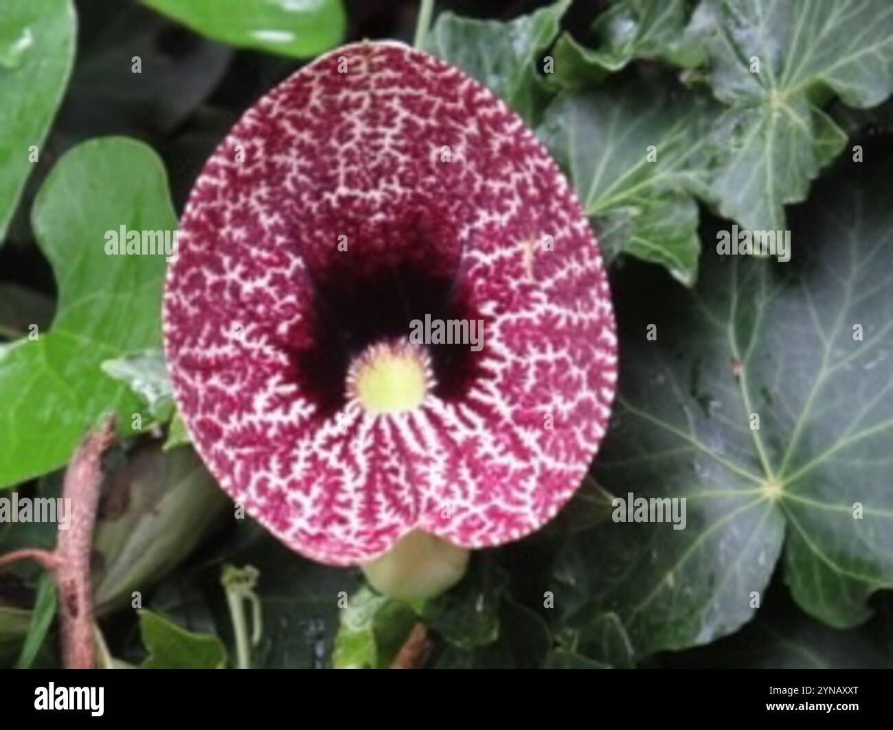 Calico-flower (Aristolochia littoralis Stock Photo - Alamy