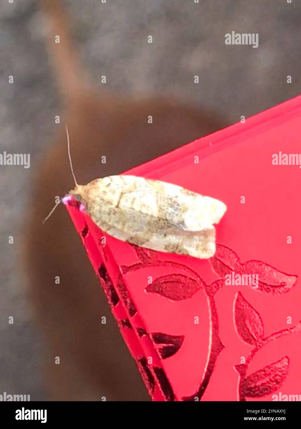 Fruit-tree Leafroller Moth (Archips argyrospila Stock Photo - Alamy