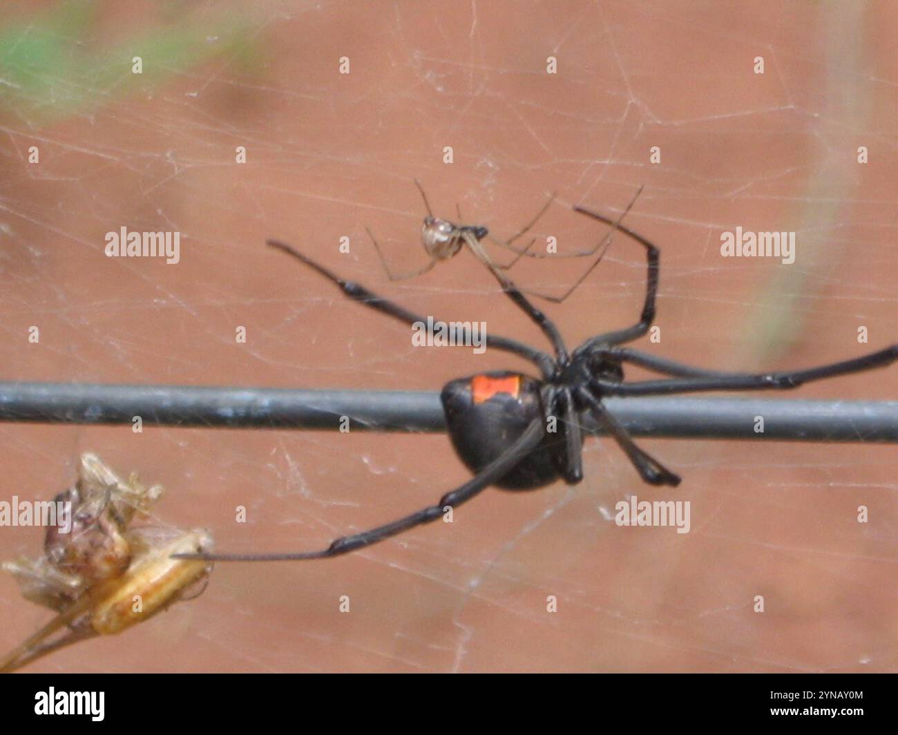 Brown Widow (Latrodectus geometricus Stock Photo - Alamy