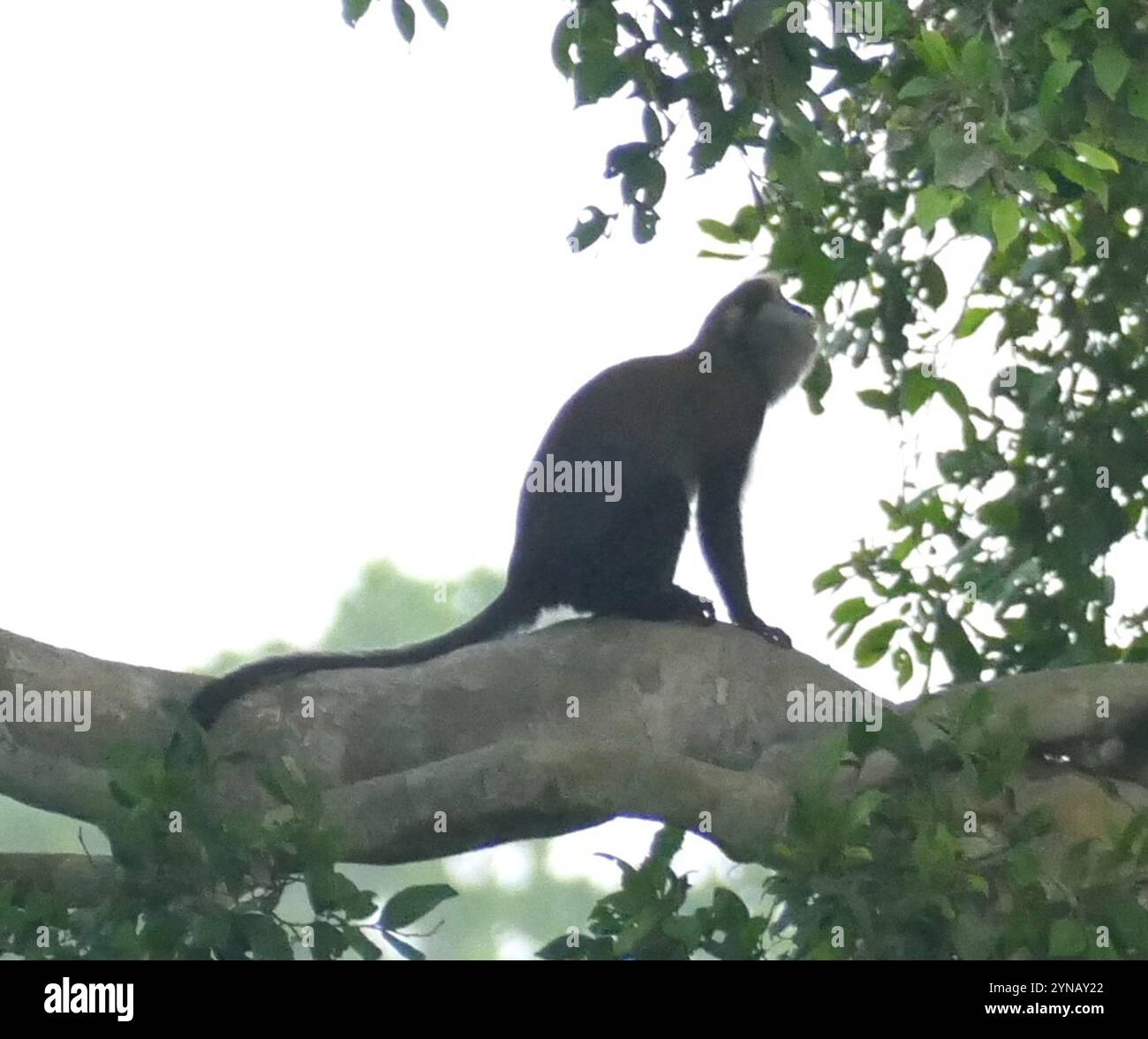 Lowe's Monkey (Cercopithecus lowei Stock Photo - Alamy