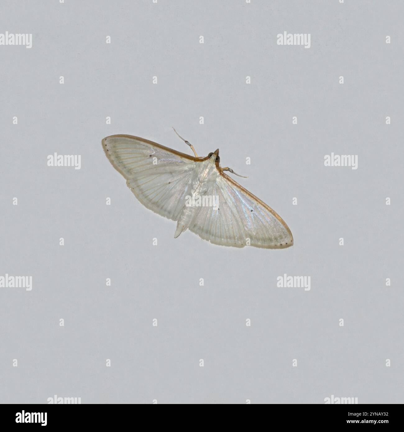 Four-spotted Palpita Moth (Palpita quadristigmalis Stock Photo - Alamy