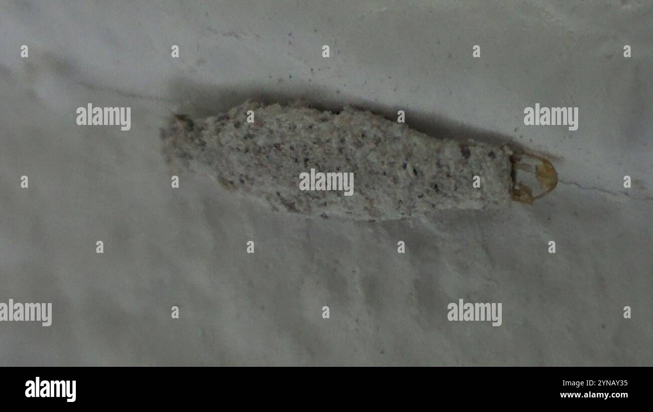 Household Casebearer (Phereoeca uterella Stock Photo - Alamy