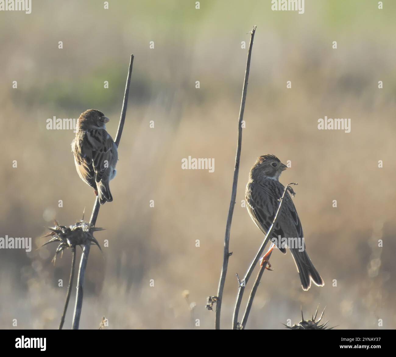 Spanish Sparrow (Passer hispaniolensis Stock Photo - Alamy