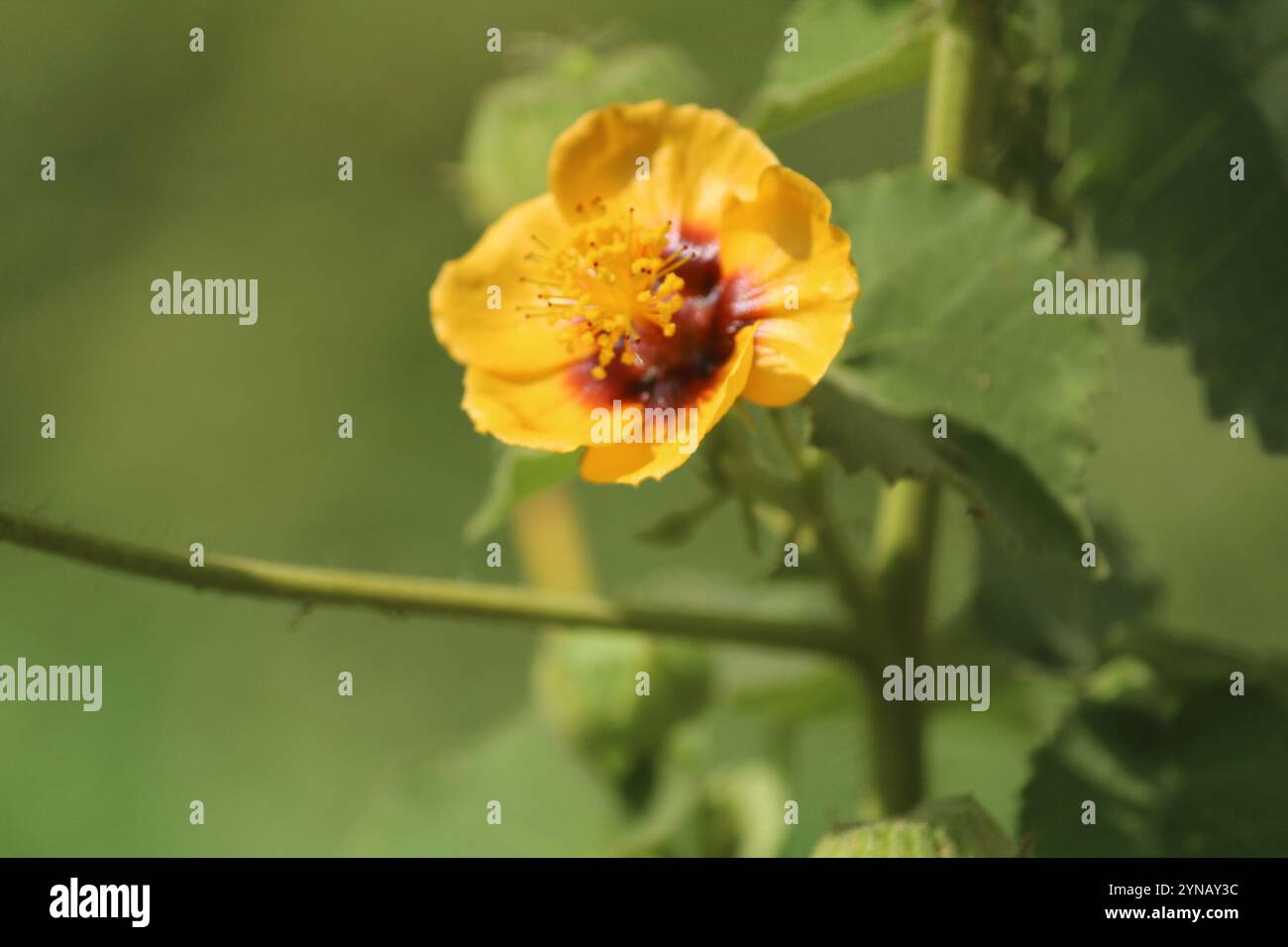 Indian mallows (Abutilon Stock Photo - Alamy