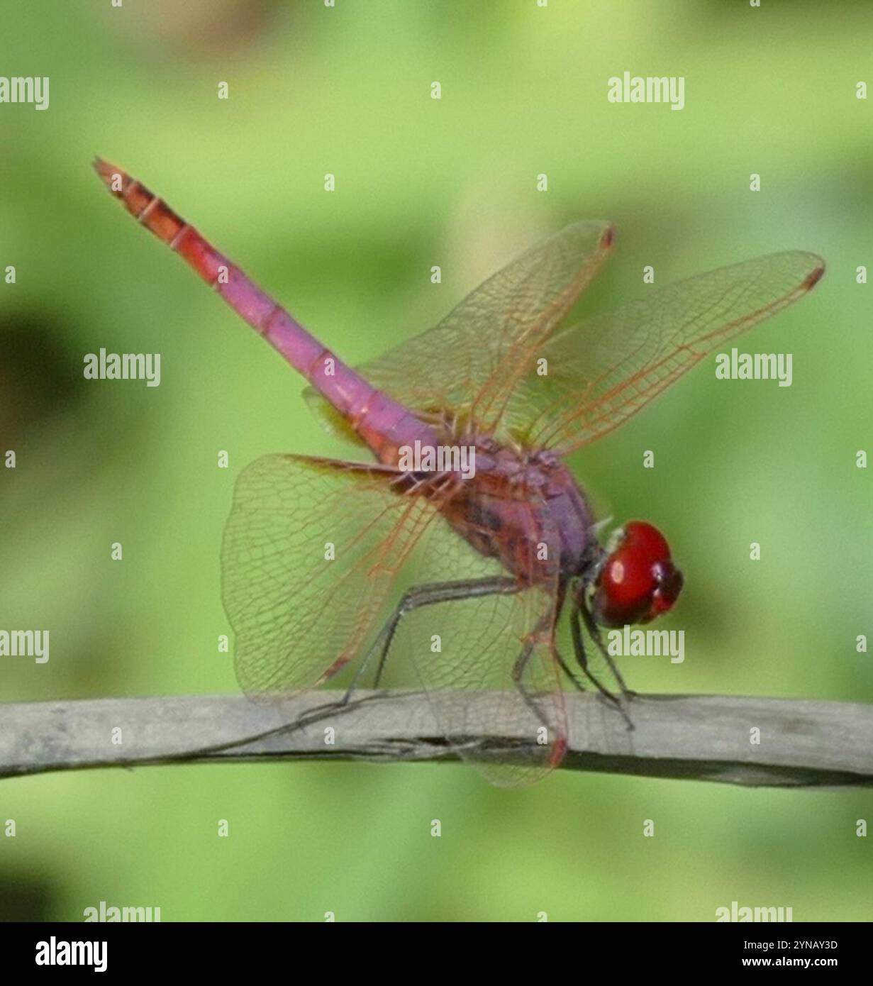 Violet Dropwing (Trithemis annulata Stock Photo - Alamy