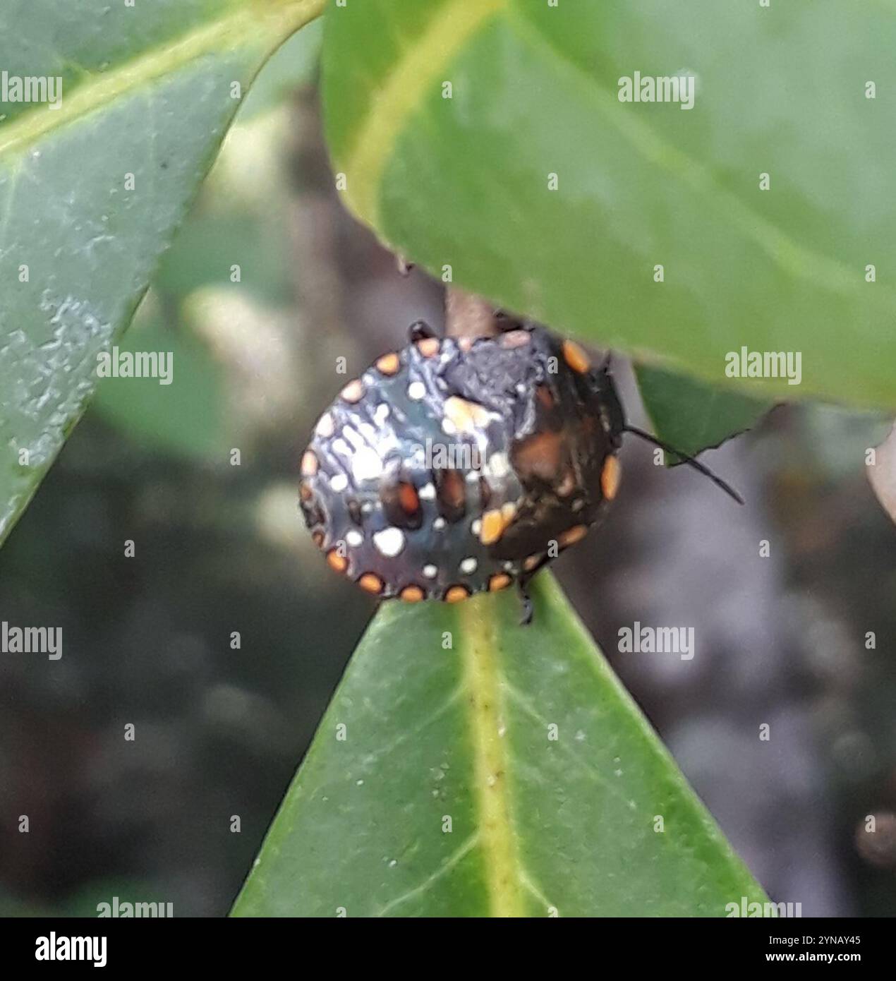 Stink Bugs, Shield Bugs, and Allies (Pentatomoidea Stock Photo - Alamy