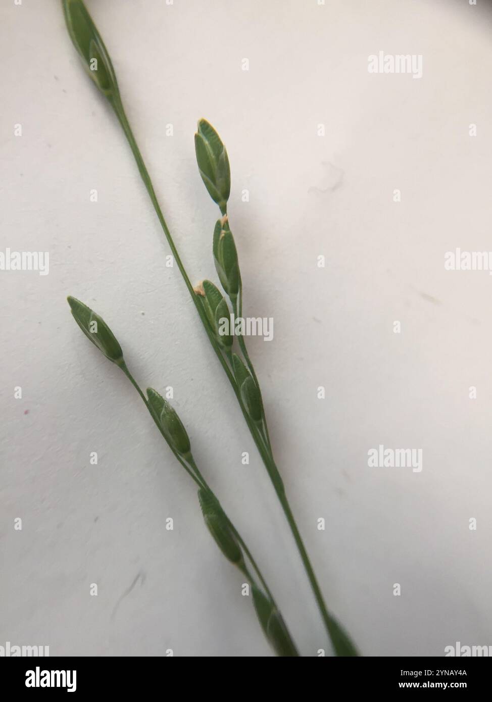 panic veldtgrass (Ehrharta erecta Stock Photo - Alamy