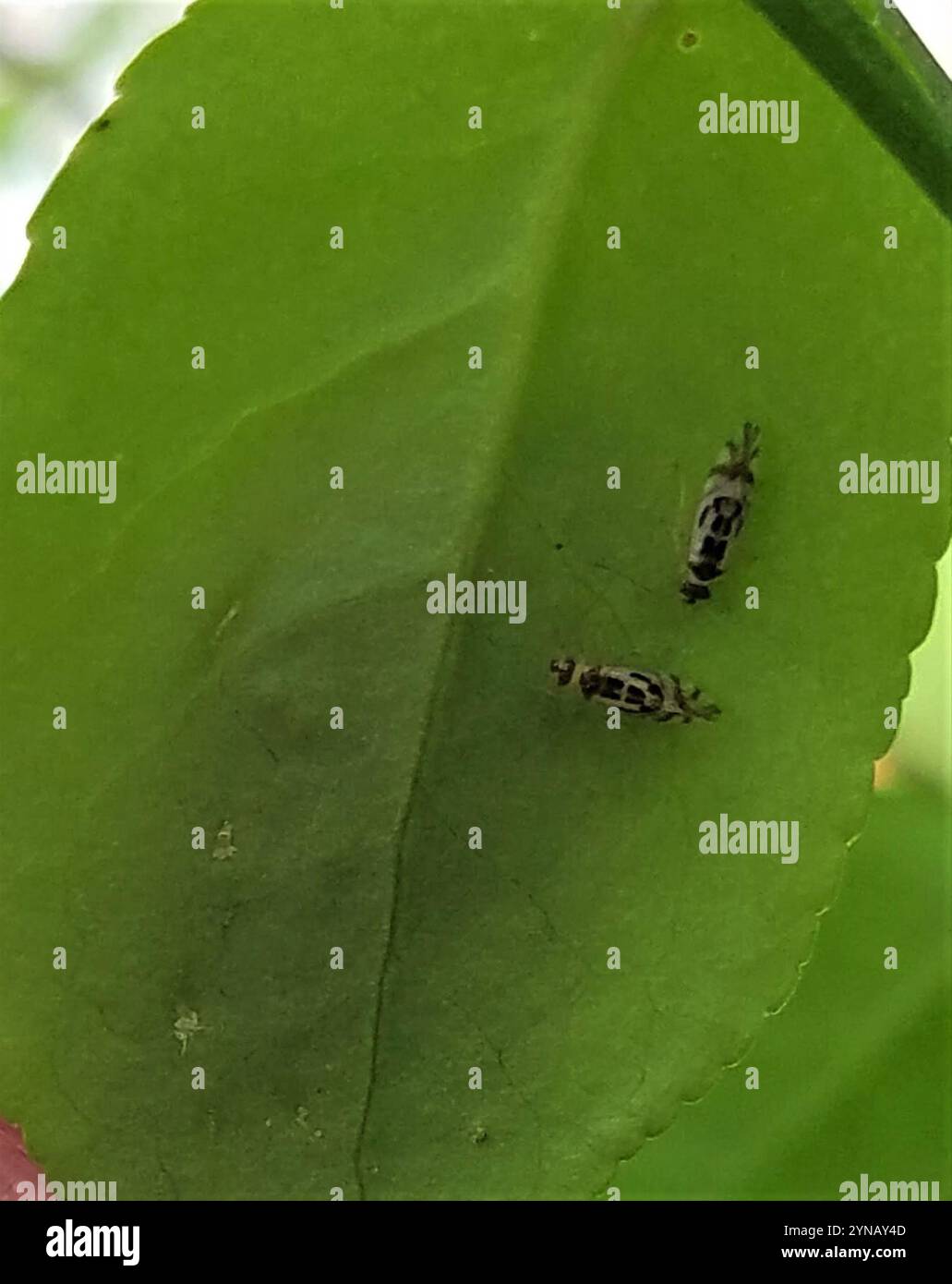 F-winged Barklouse (Graphopsocus cruciatus Stock Photo - Alamy