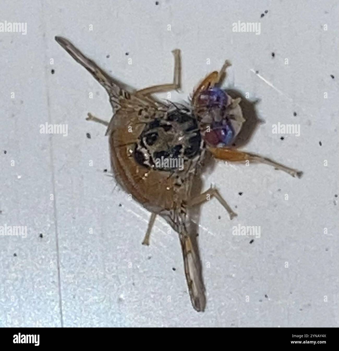 Mediterranean Fruit Fly (Ceratitis capitata Stock Photo - Alamy