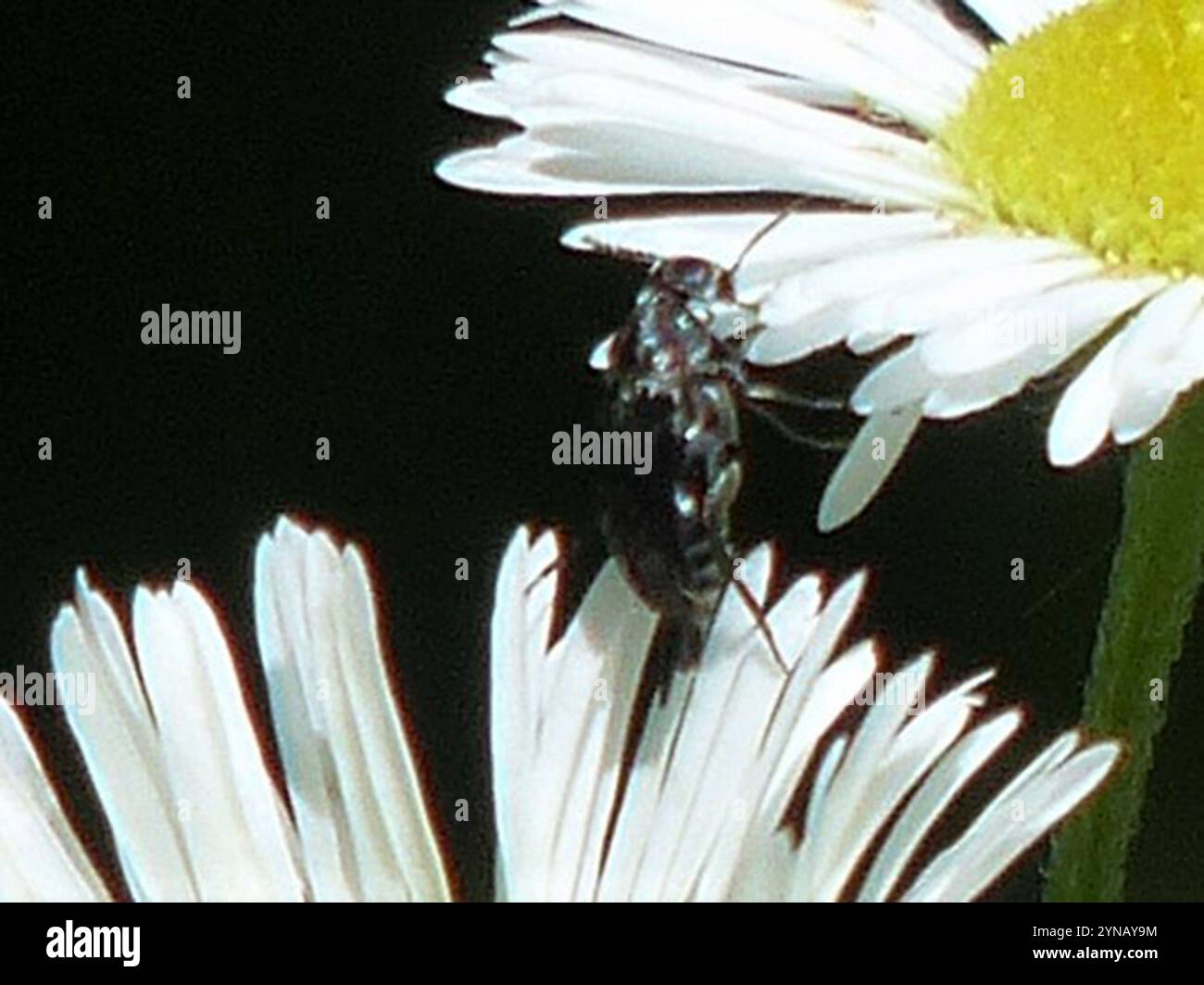 Tumbling Ragdoll (Mordella marginata Stock Photo - Alamy