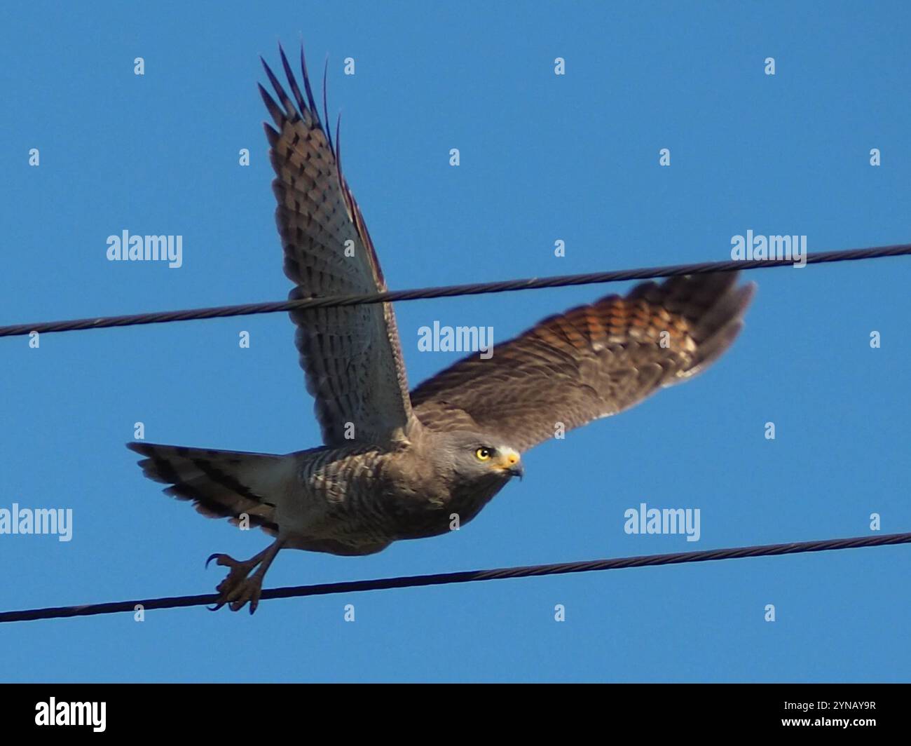 Roadside Hawk (Rupornis magnirostris Stock Photo - Alamy