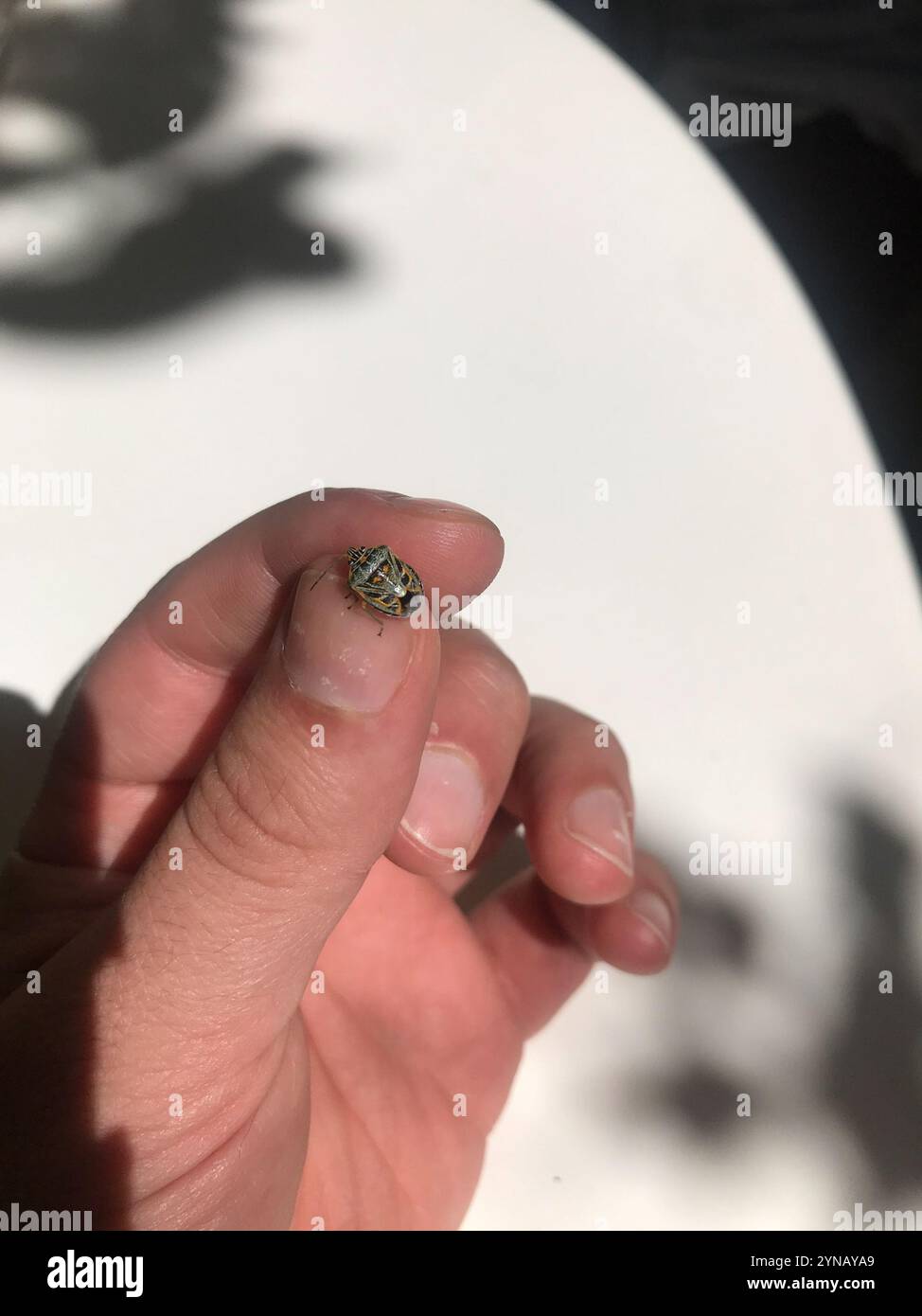 Variegated Coffee Bugs (Antestiopsis Stock Photo - Alamy