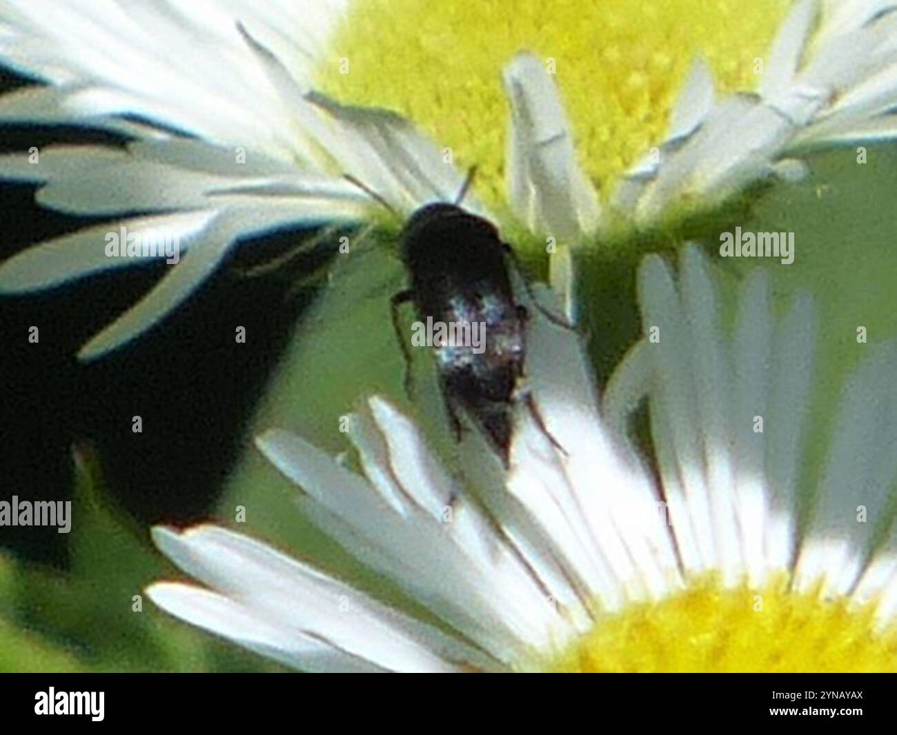 Tumbling Ragdoll (Mordella marginata Stock Photo - Alamy