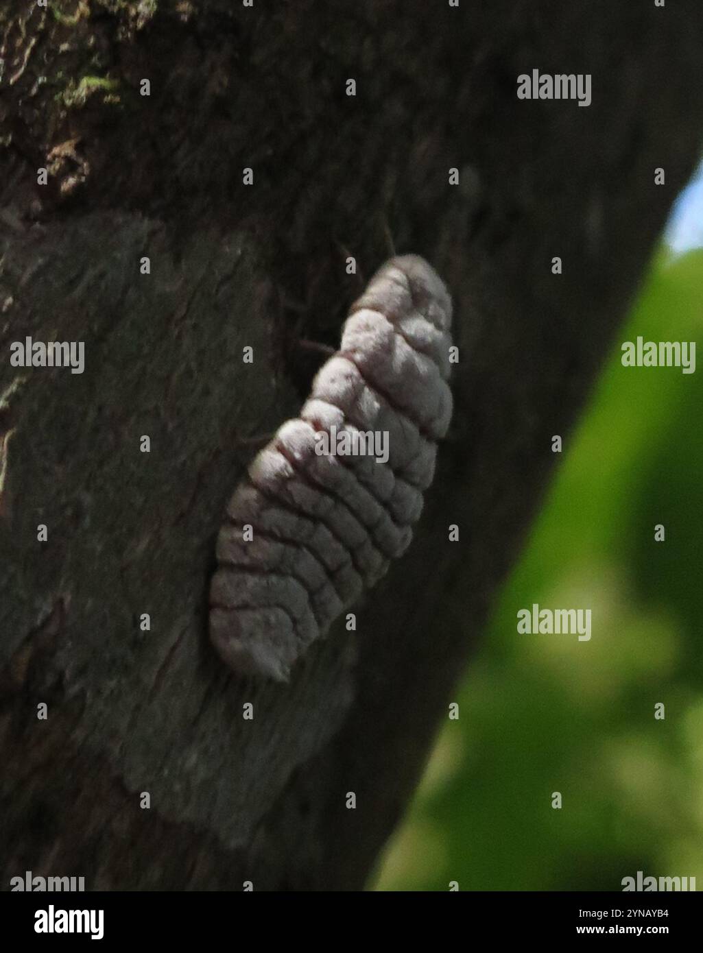 Giant Scale Insects (Coelostomidia Stock Photo - Alamy